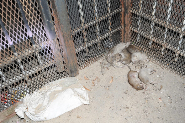 Rats are thriving in New York City - Pavement Pieces