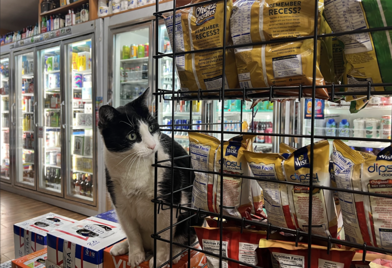 Meet the Bodega Cats of NYC - Pavement Pieces